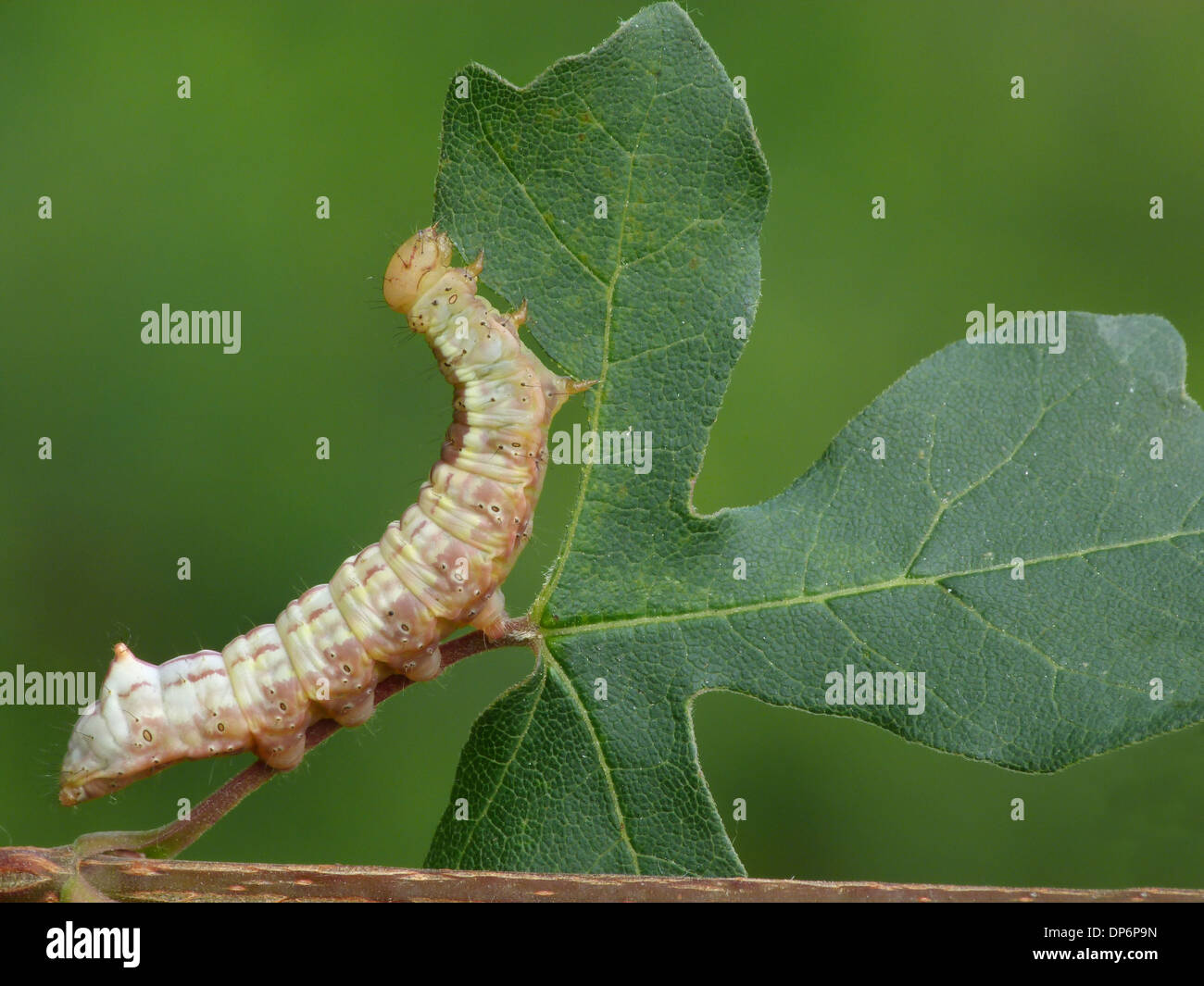 Maple Prominent (Ptilodontella cucullina) caterpillar feeding on Field ...