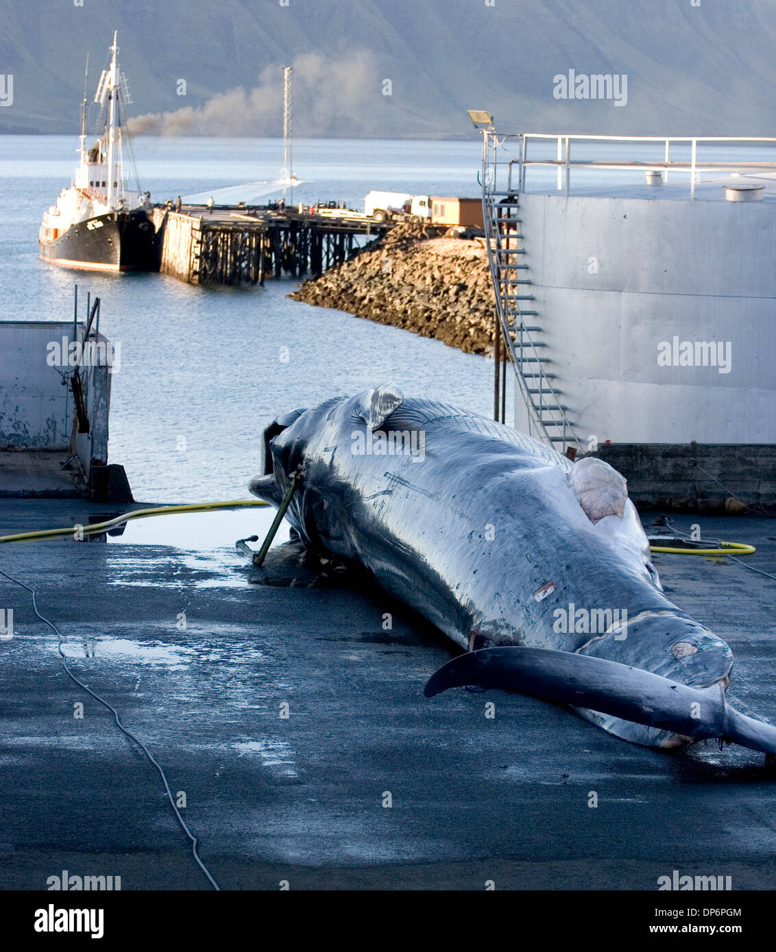 Harpooned Whale Stock Photos & Harpooned Whale Stock Images - Alamy