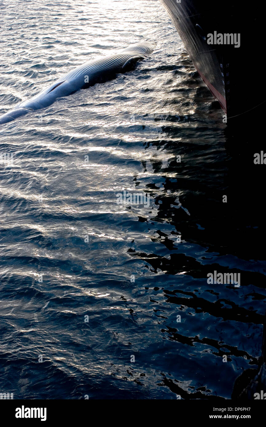 Harpooned whale hi-res stock photography and images - Alamy