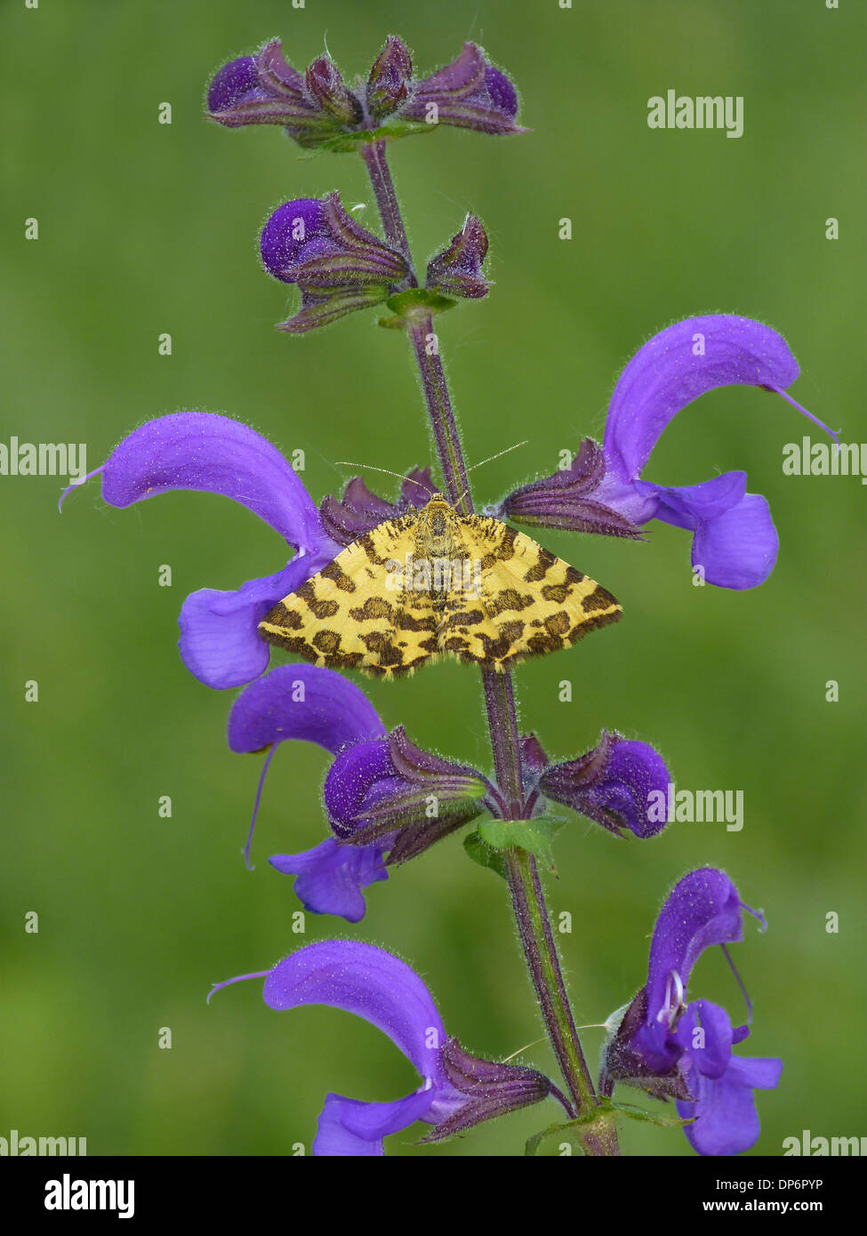 Speckled Yellow Moth (Pseudopanthera macularia) adult resting on Meadow ...
