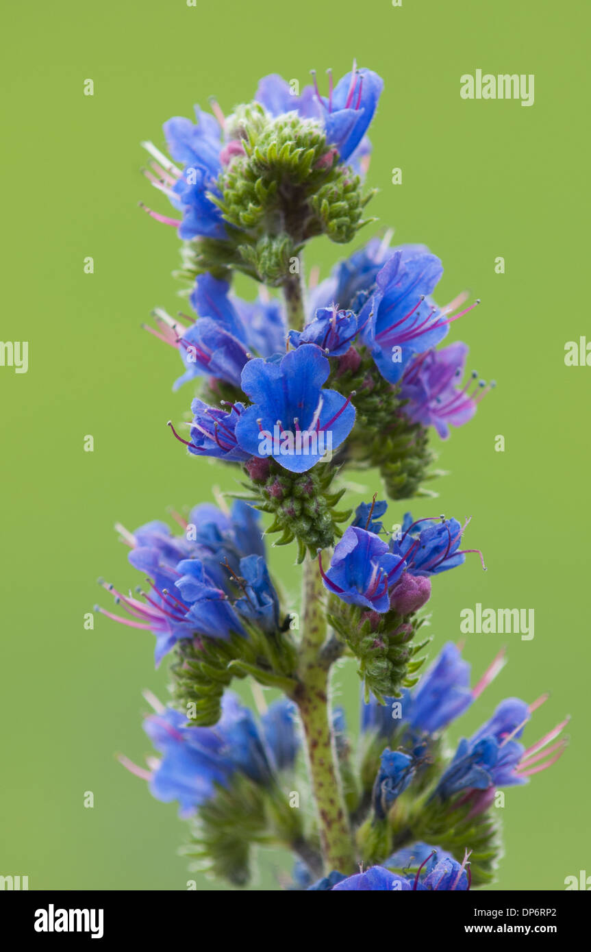 Ranscombe Farm Stock Photos & Ranscombe Farm Stock Images - Alamy