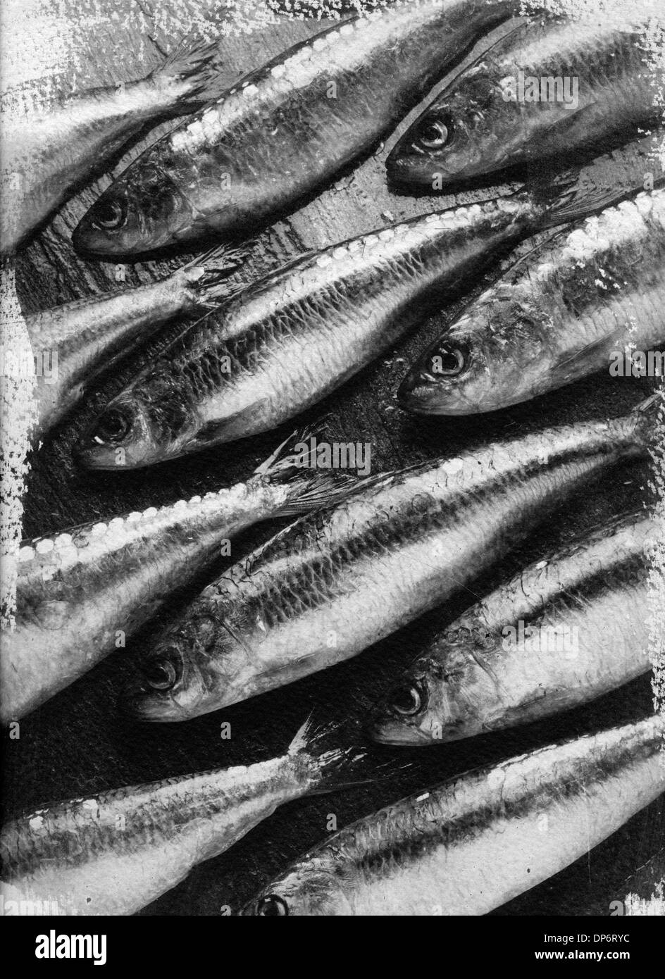 Seafood white fish Black and White Stock Photos & Images - Alamy