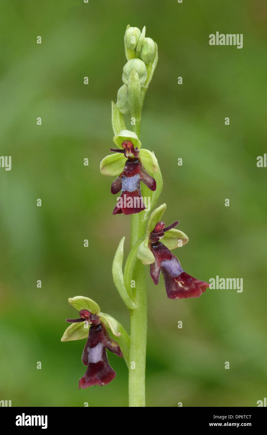 Fly Orchid (Ophrys insectifera) close-up of flowerspike, Dolomites ...