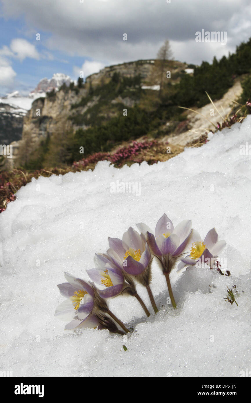 Pasque Flower In Snow