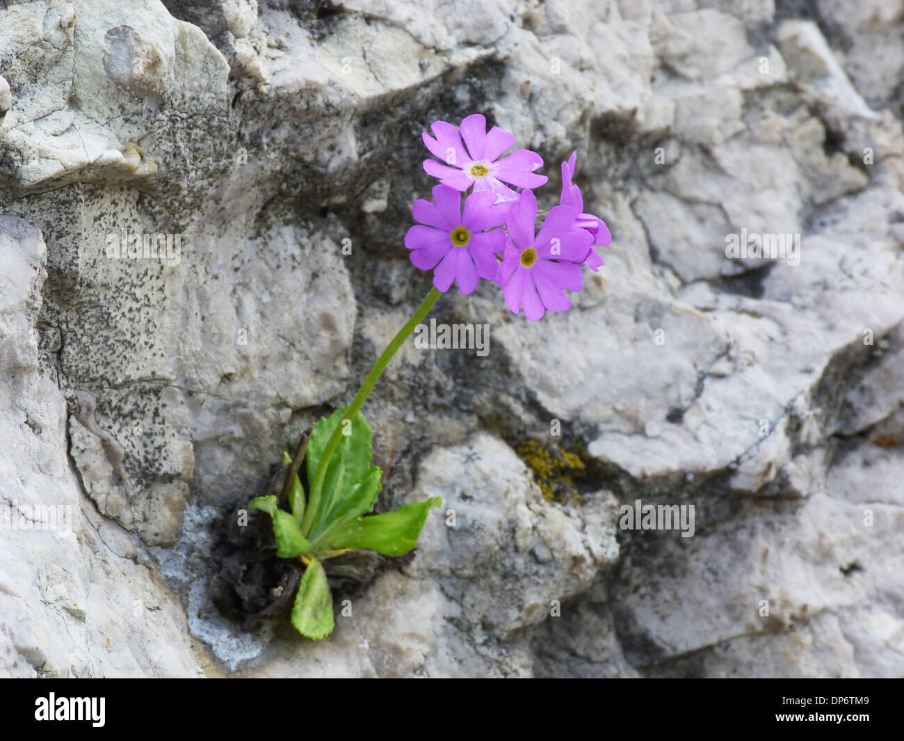 Birdseye Primrose (Primula farinosa) flowering growing in crevise of ...