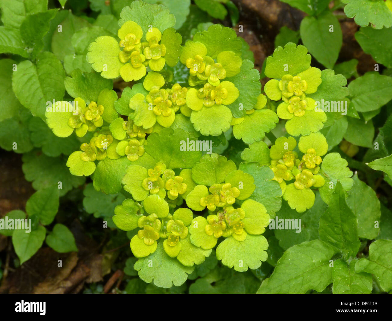 Opposite-leaved Golden Saxifrage (Chrysosplenium oppositifolium ...