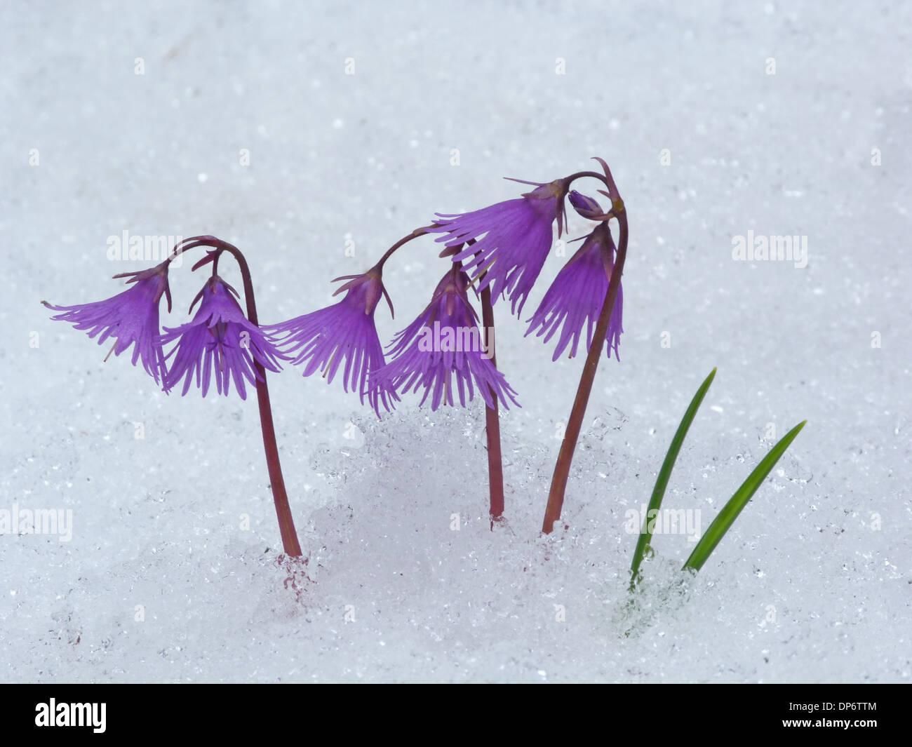 Alpine Snowbell (Soldanella alpina) flowering, emerging through snow ...