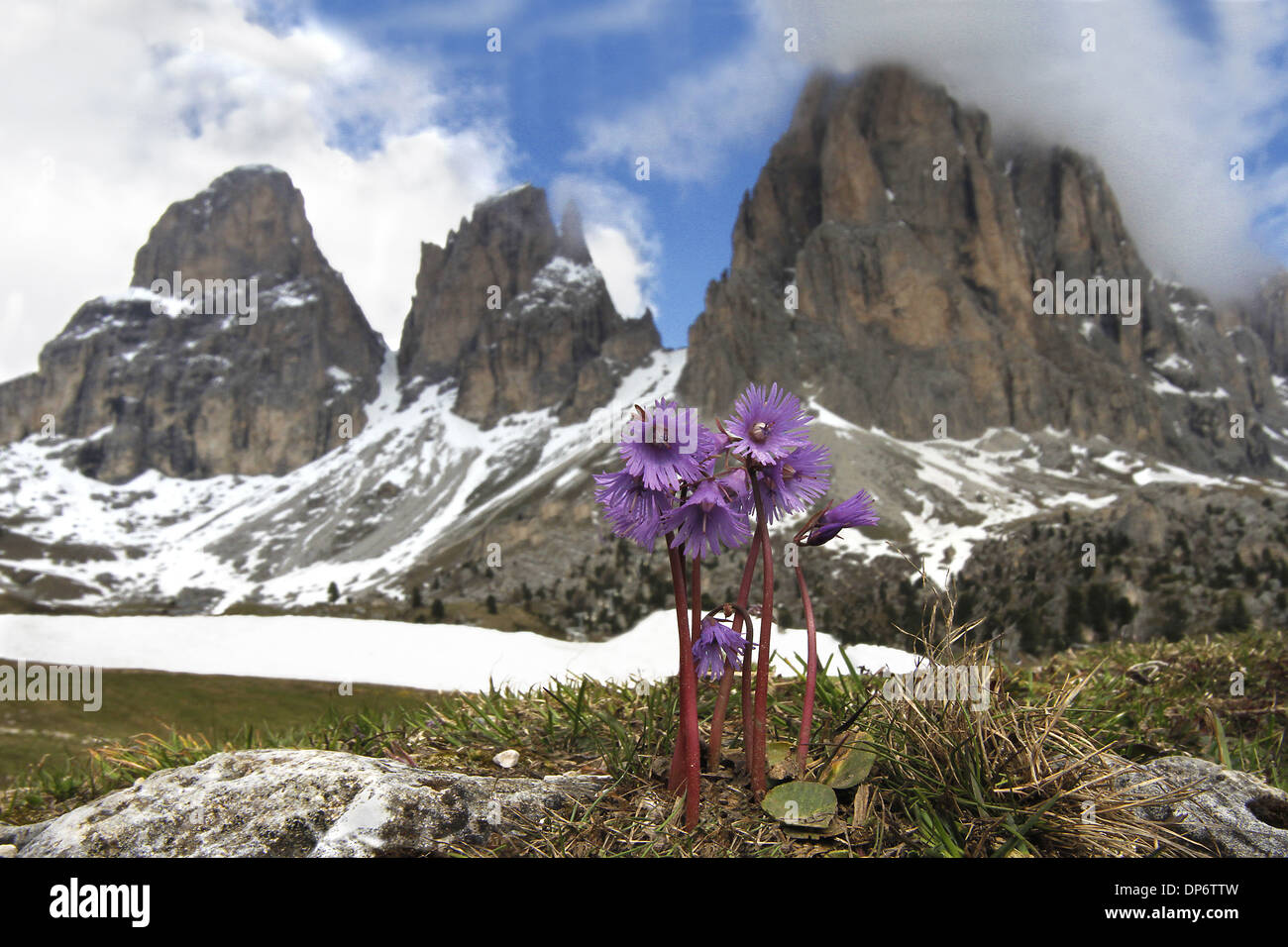 Alpine Snowbell (Soldanella alpina) flowering growing in high mountain ...