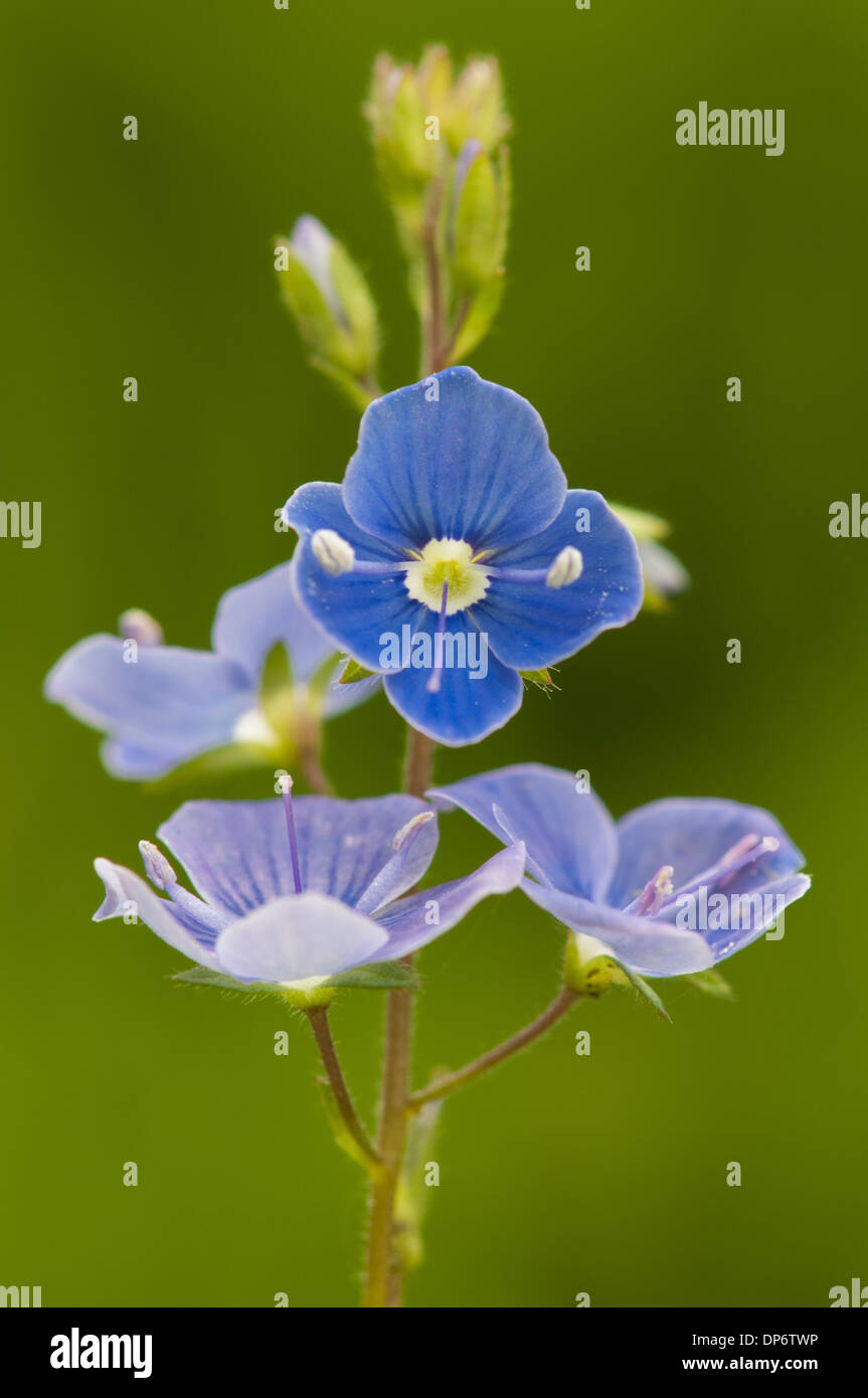 Germander Speedwell (Veronica chamaedrys) close-up of flowers, Kent ...
