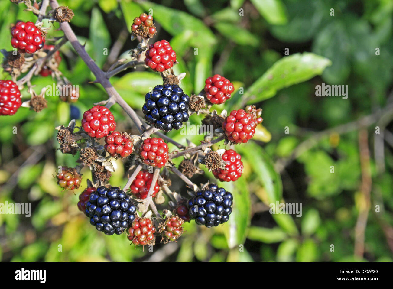 Ripe berries in english hedgerow hi-res stock photography and images ...