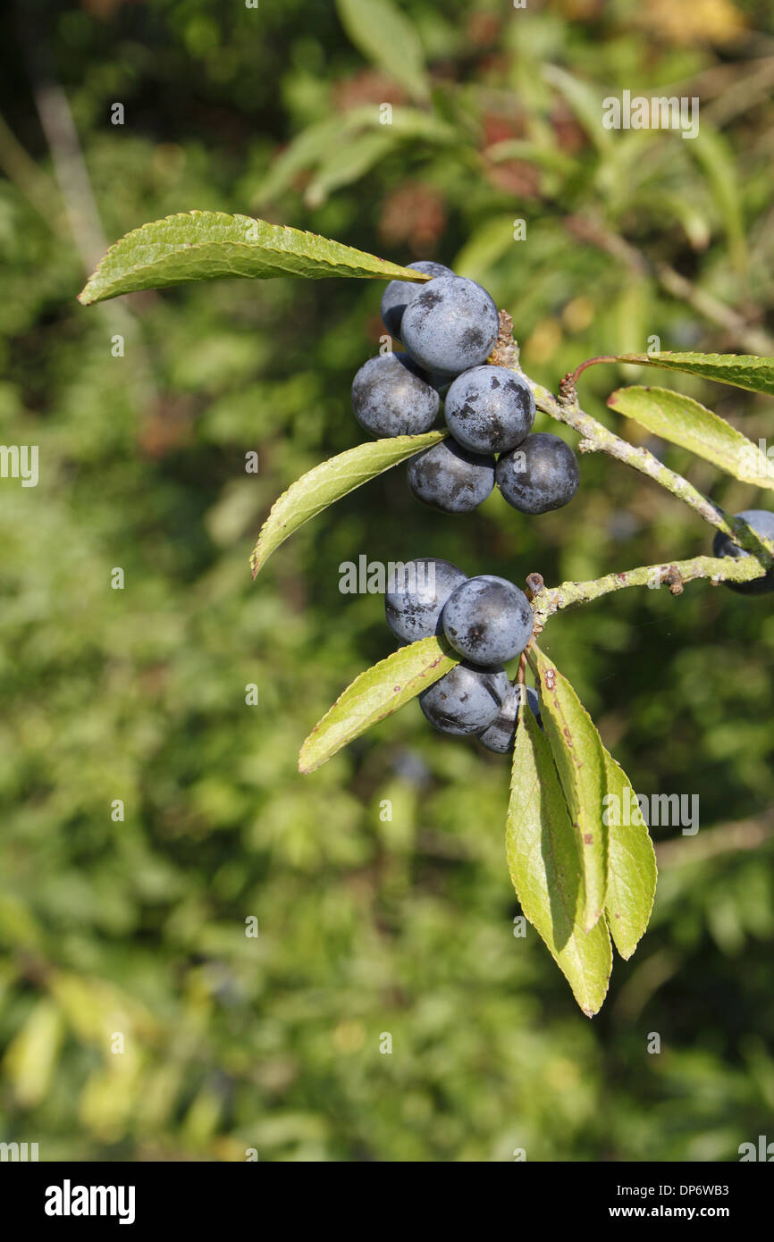 Blackthorn (Prunus spinosa) close-up of leaves and fruit growing in ...
