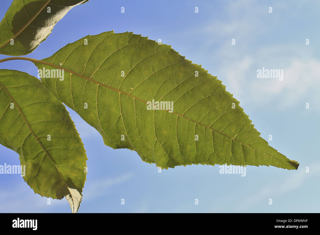 Common Ash (Fraxinus excelsior) close-up of leaf underside, Mendlesham ...