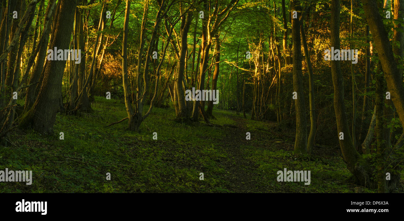 Evening sunlight in coppice woodland habitat, Kent, England, June Stock ...