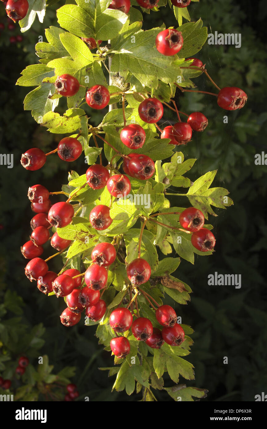 Yorkshire hawthorns hi-res stock photography and images - Alamy
