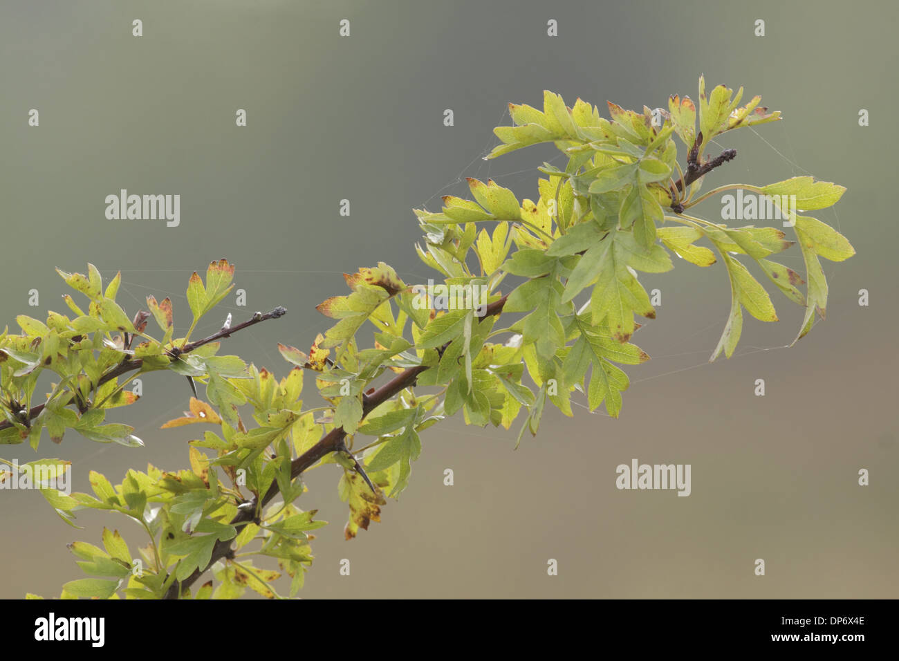 Yorkshire hawthorns hi-res stock photography and images - Alamy