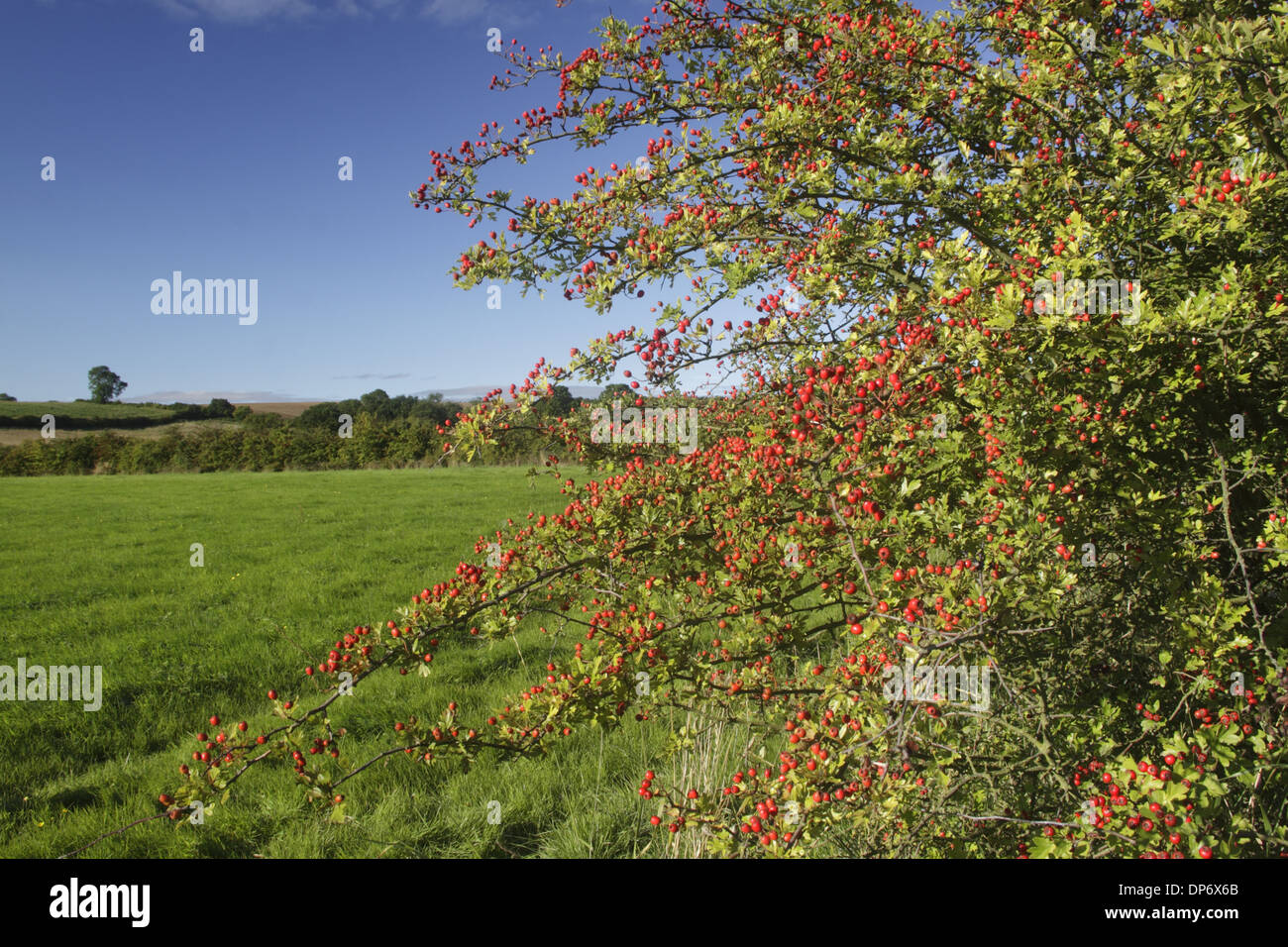 Common Hawthorn (Crataegus monogyna) leaves and berries, growing in ...