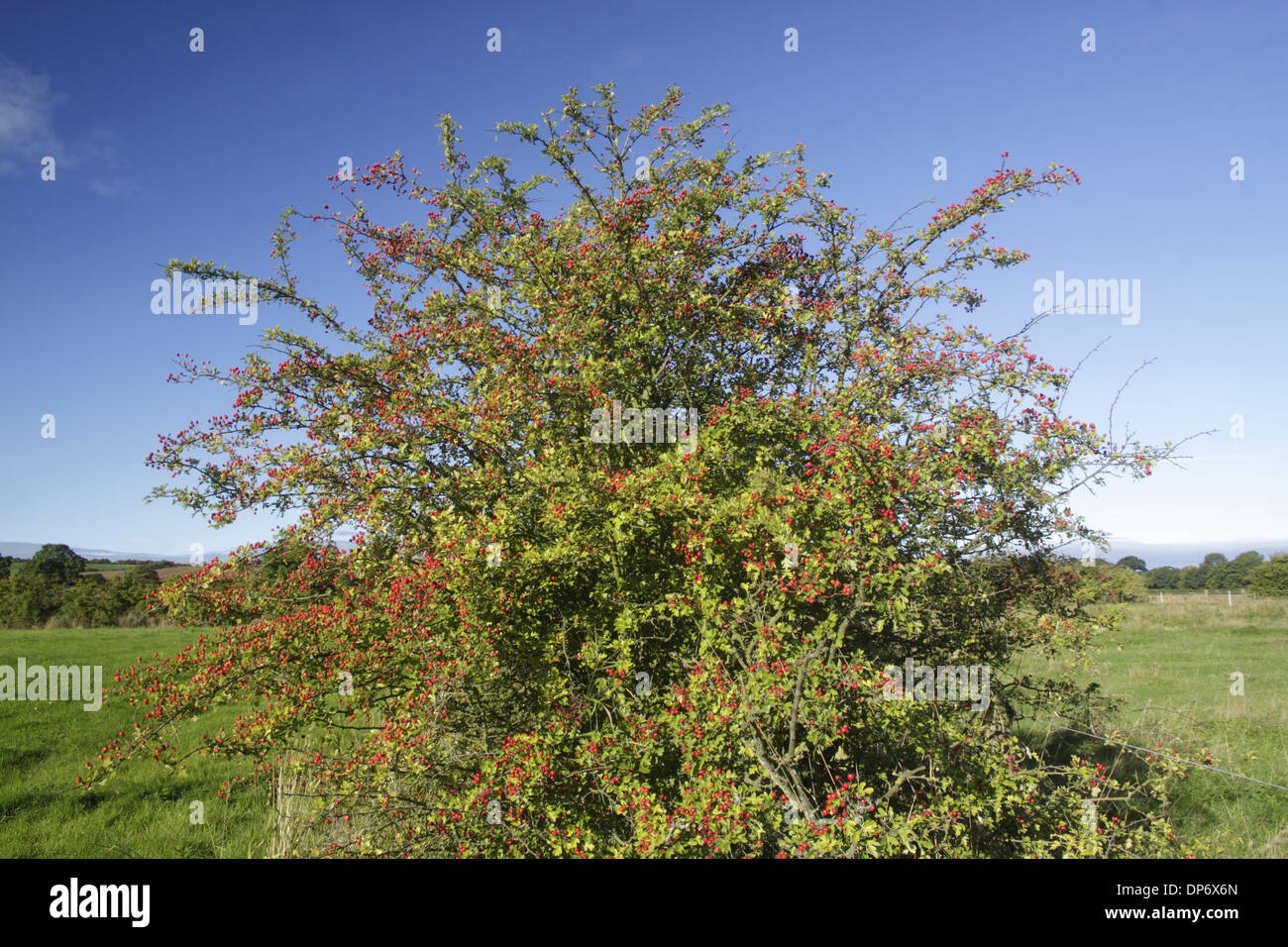 Dp6x6n hi-res stock photography and images - Alamy