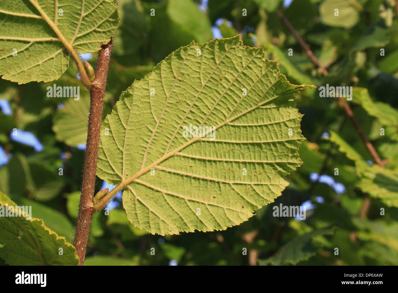 An autumn leaf of the common hazel hi-res stock photography and images ...
