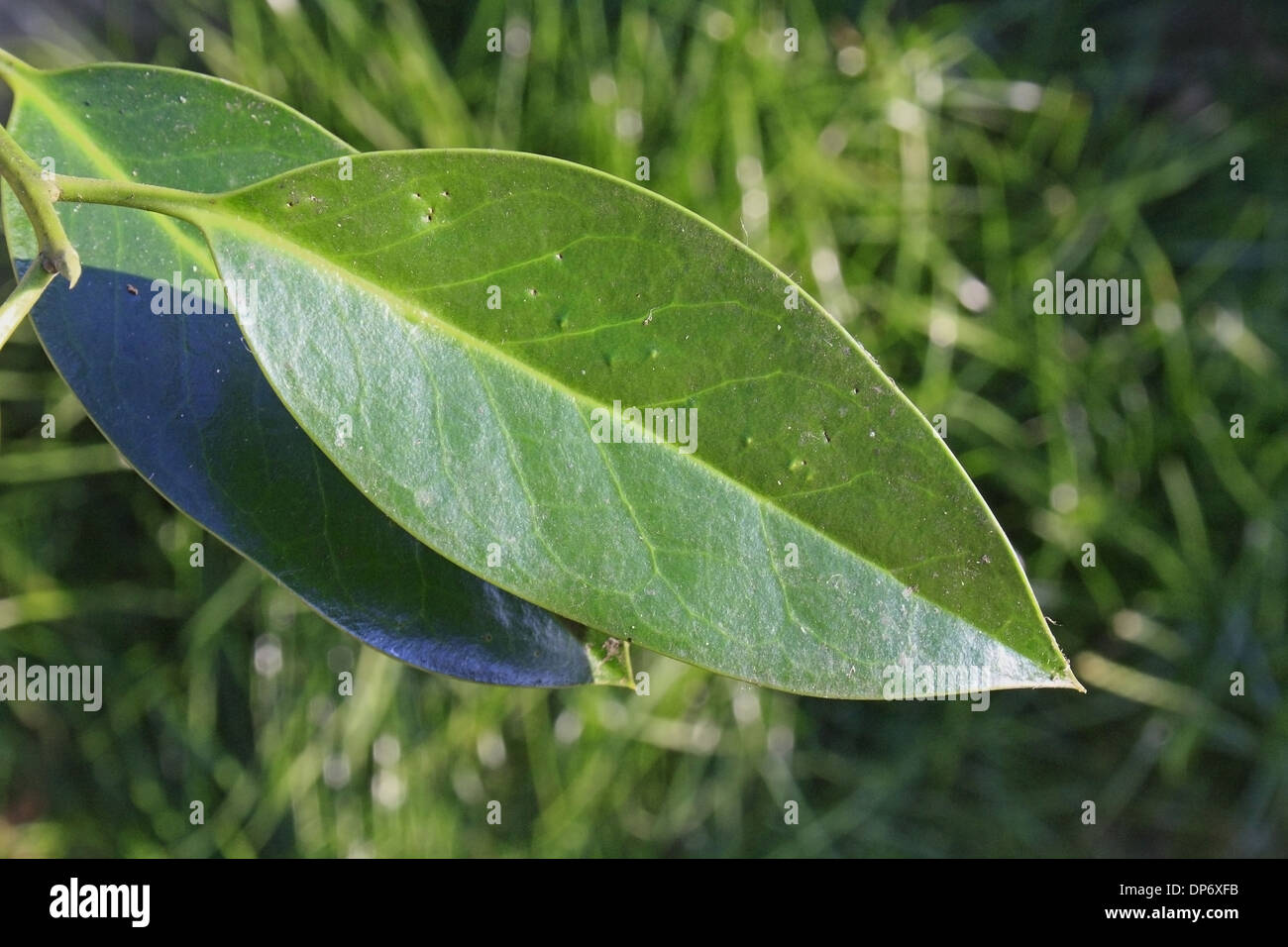 European Holly (Ilex aquifolium) close-up of mature leaf spineless ...