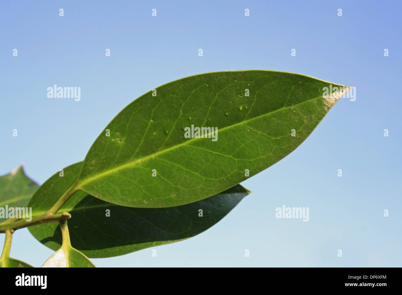 European Holly (Ilex aquifolium) close-up of mature leaf spineless ...