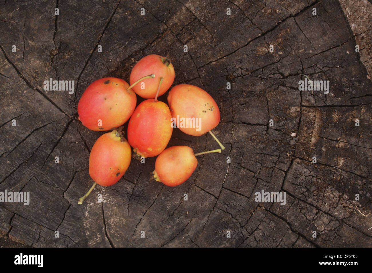 Crabapple tree malus sp hi-res stock photography and images - Alamy