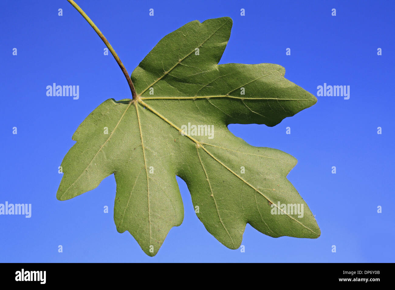 Field Maple (Acer campestre) close-up of leaf underside, Mendlesham ...