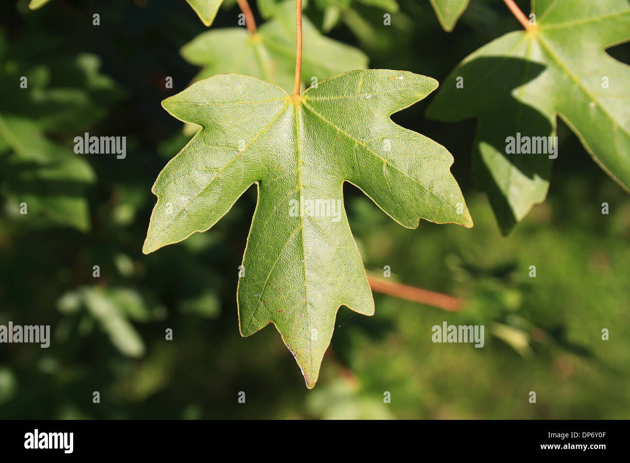Field Maple (Acer campestre) close-up of leaf, growing in woodland ...