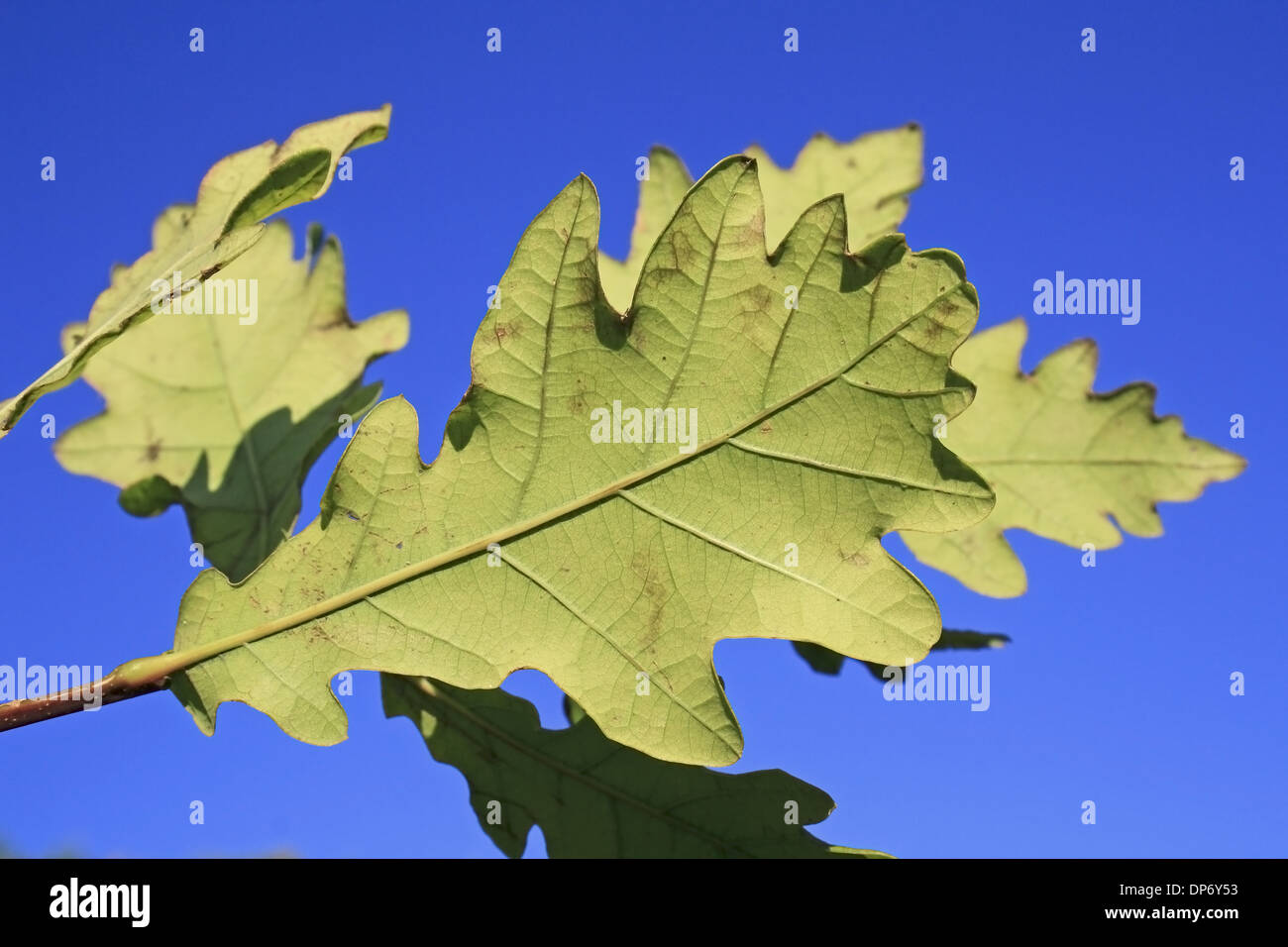 Oak tree uk september hi-res stock photography and images - Alamy