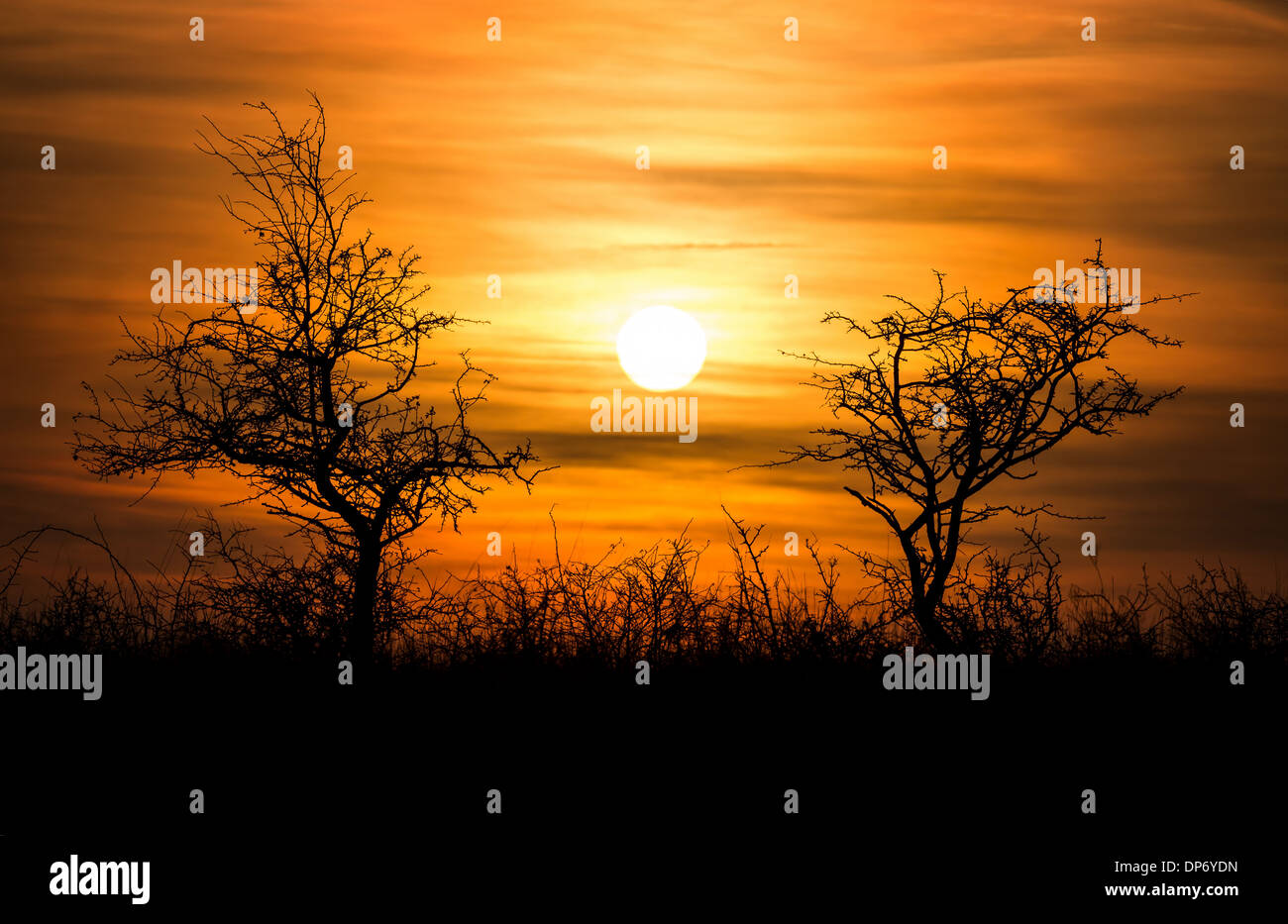 Beautiful sunset landscape with trees Stock Photo - Alamy