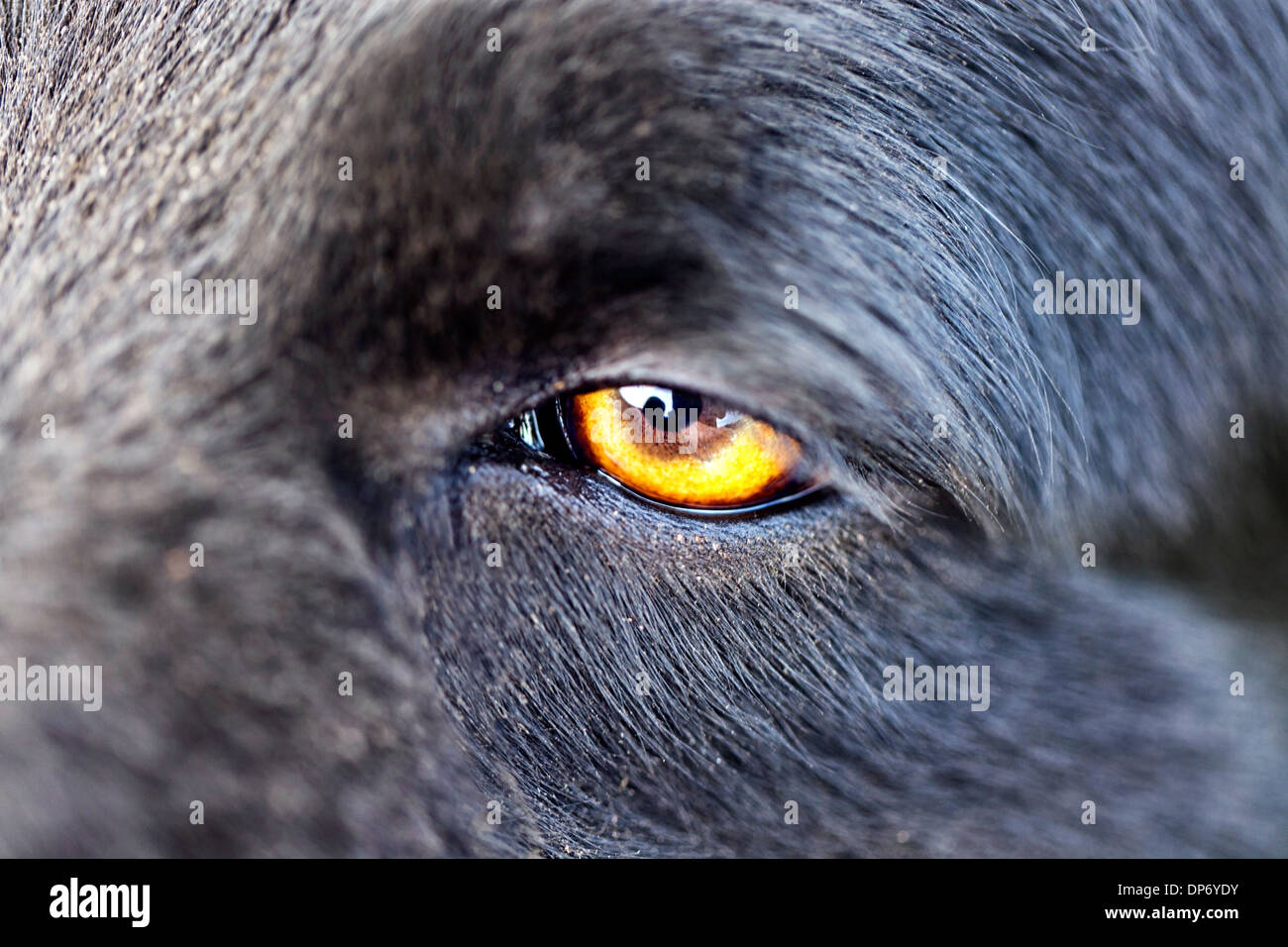 Wolf Eyes Close Up