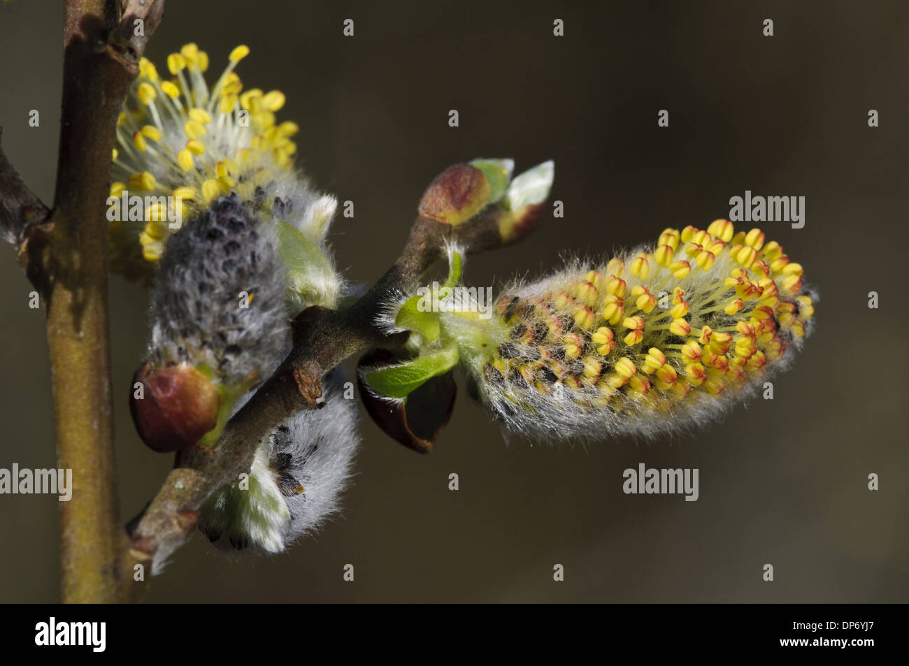 Goat Willow (Salix caprea) close-up of flowering catkins Blashford ...