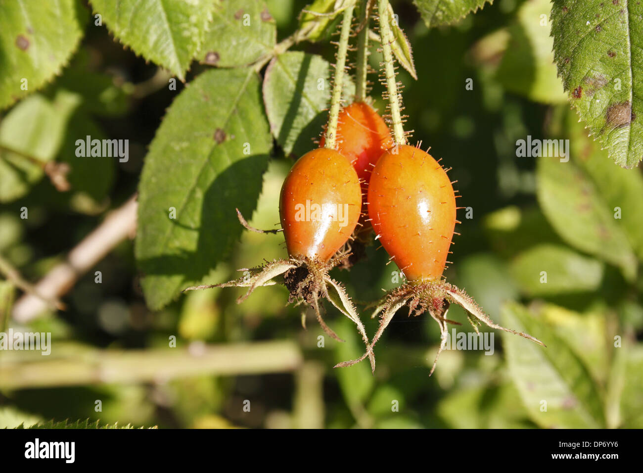 Harsh Downy Rose (Rosa tomentosa) close-up of rosehips growing in ...
