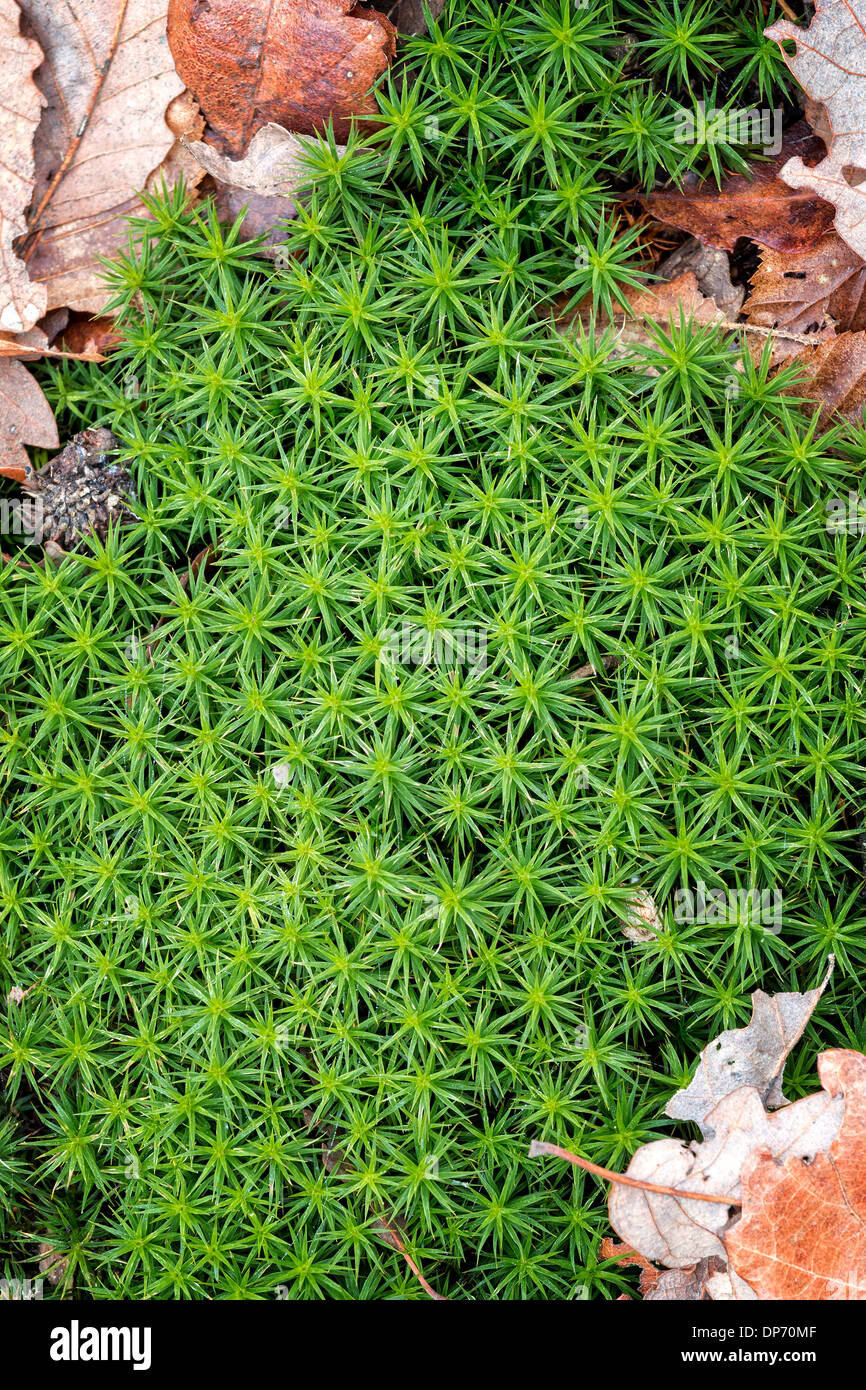 Beautiful moss hi-res stock photography and images - Alamy