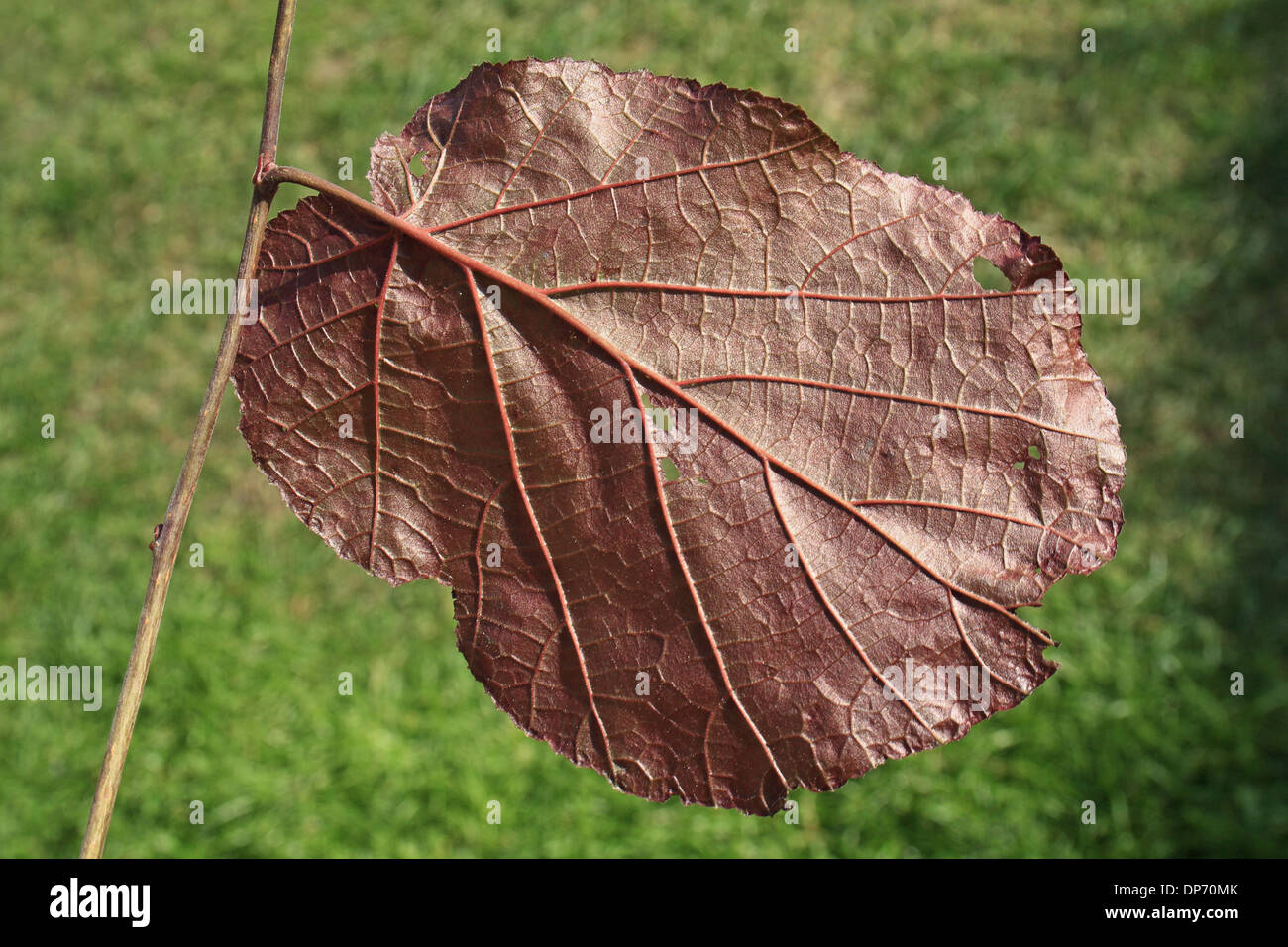 Giant filbert corylus maxima hi-res stock photography and images - Alamy