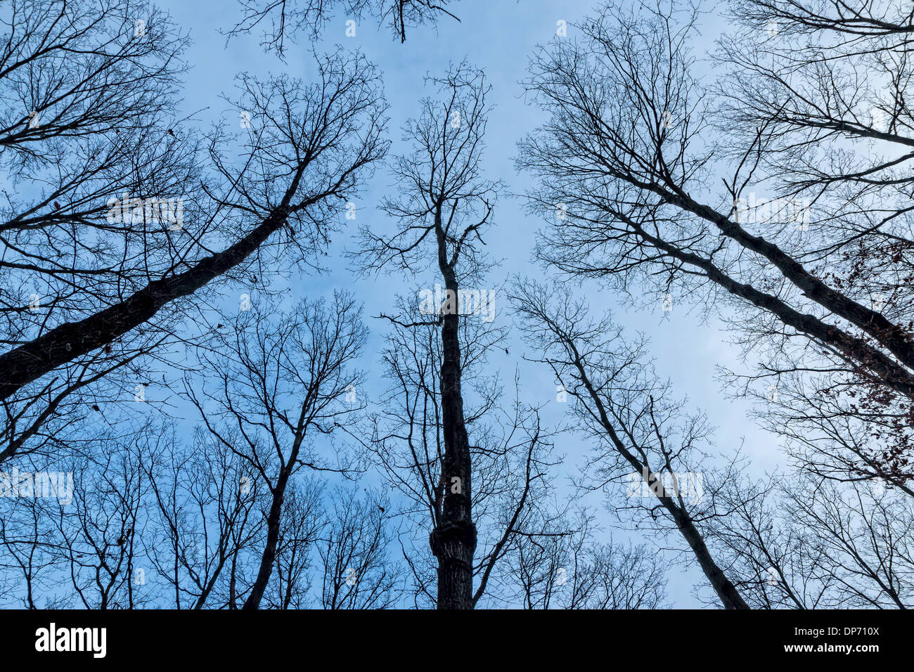 Looking up at the oak trees in winter Stock Photo - Alamy