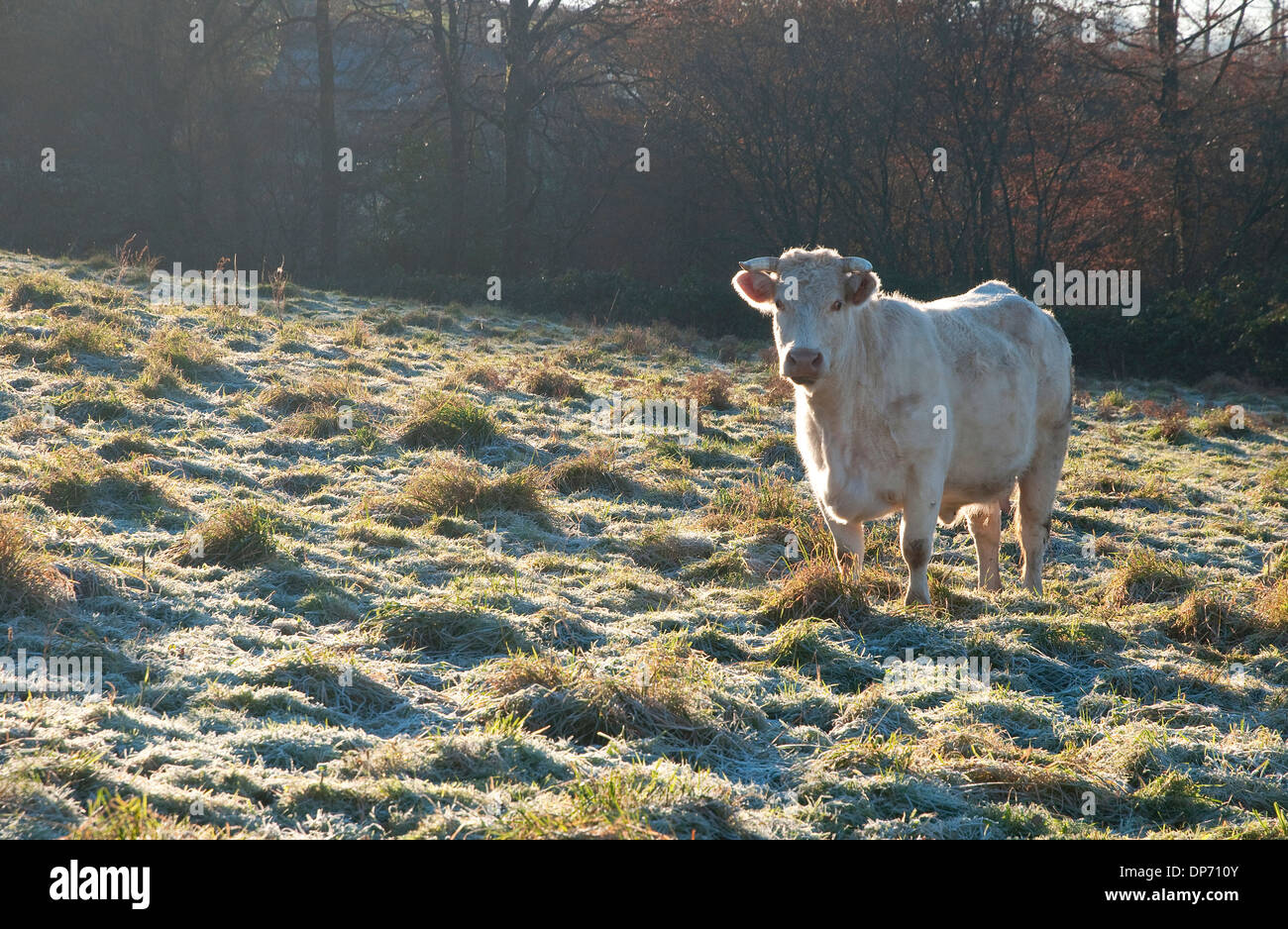 White bull hi-res stock photography and images - Alamy