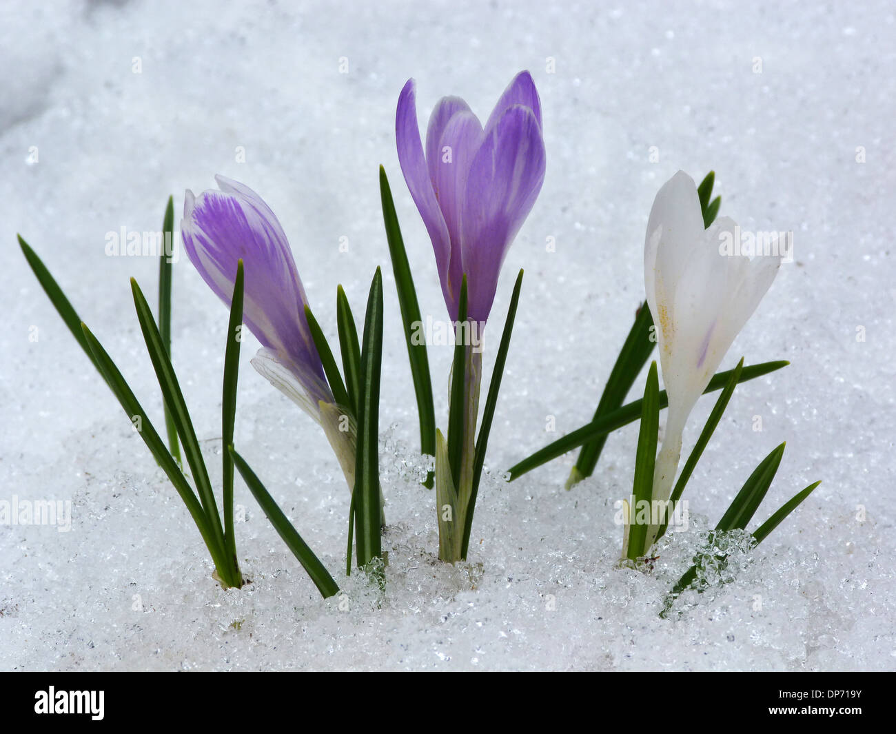 Spring Crocus (Crocus vernus) flowering, emerging through snow on ...