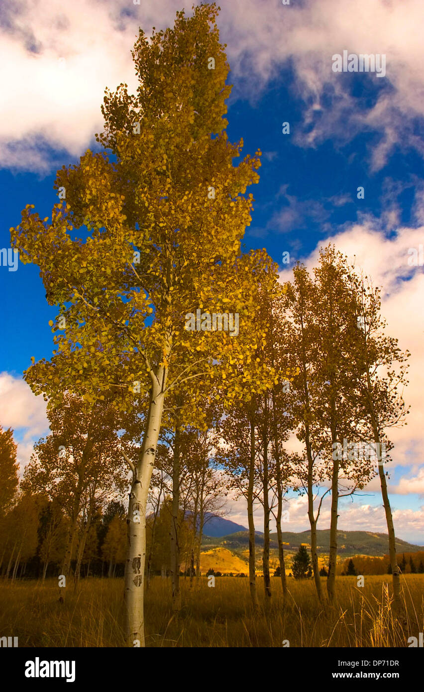 Oct 06, 2006; Flagstaff, AR, USA; Aspen trees peak with fall colors on ...