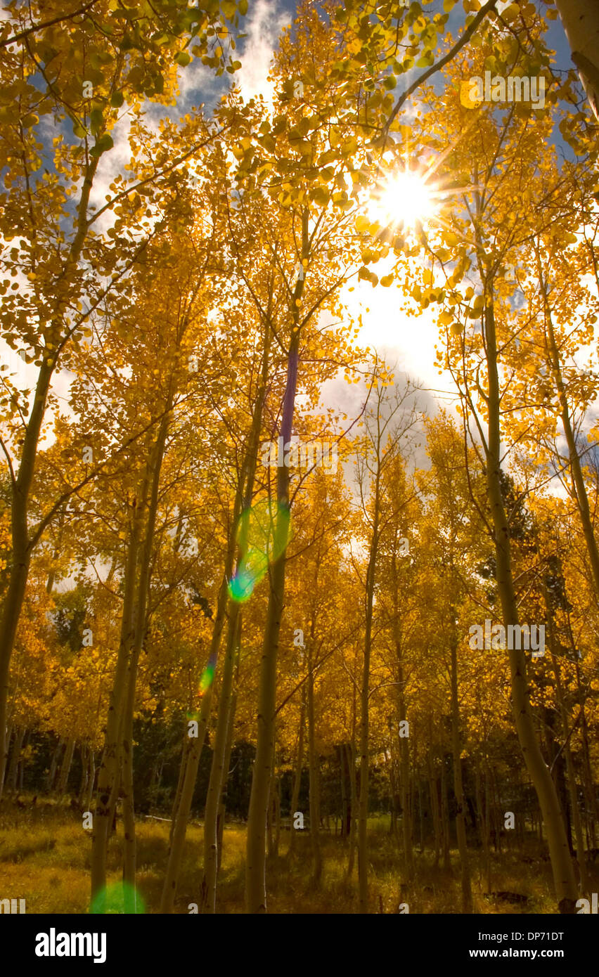 Oct 06, 2006; Flagstaff, AR, USA; Aspen trees peak with fall colors on ...