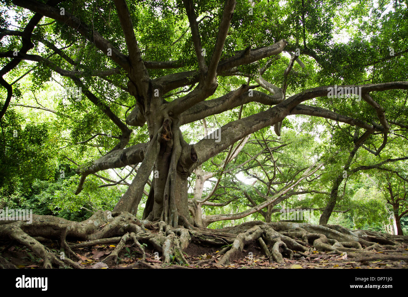 Ficus tree in Kandy's Botanic Gardens, Sri Lanka Stock Photo - Alamy