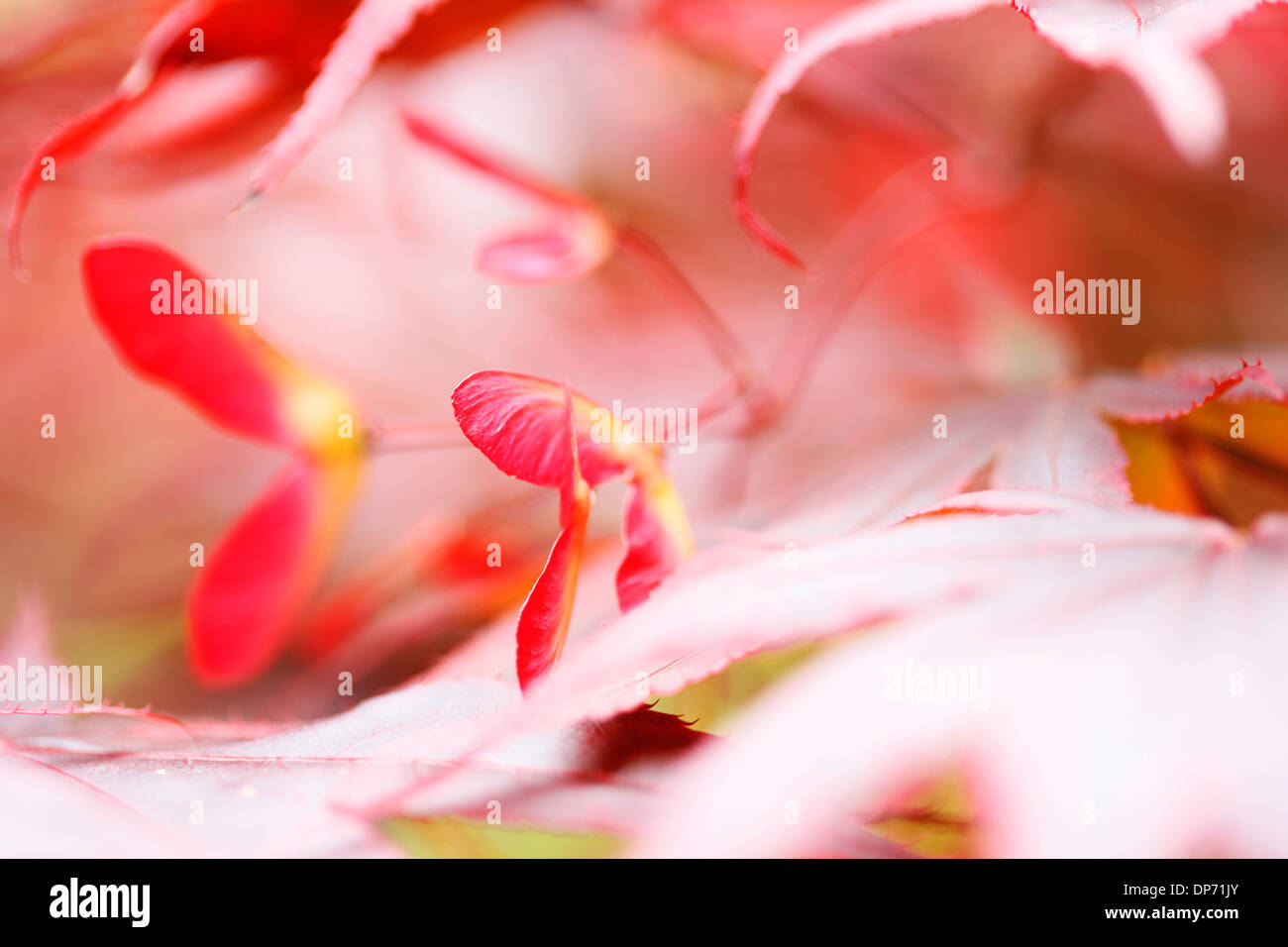 atmospheric dreamy red maple tree with winged samaras Jane Ann Butler ...