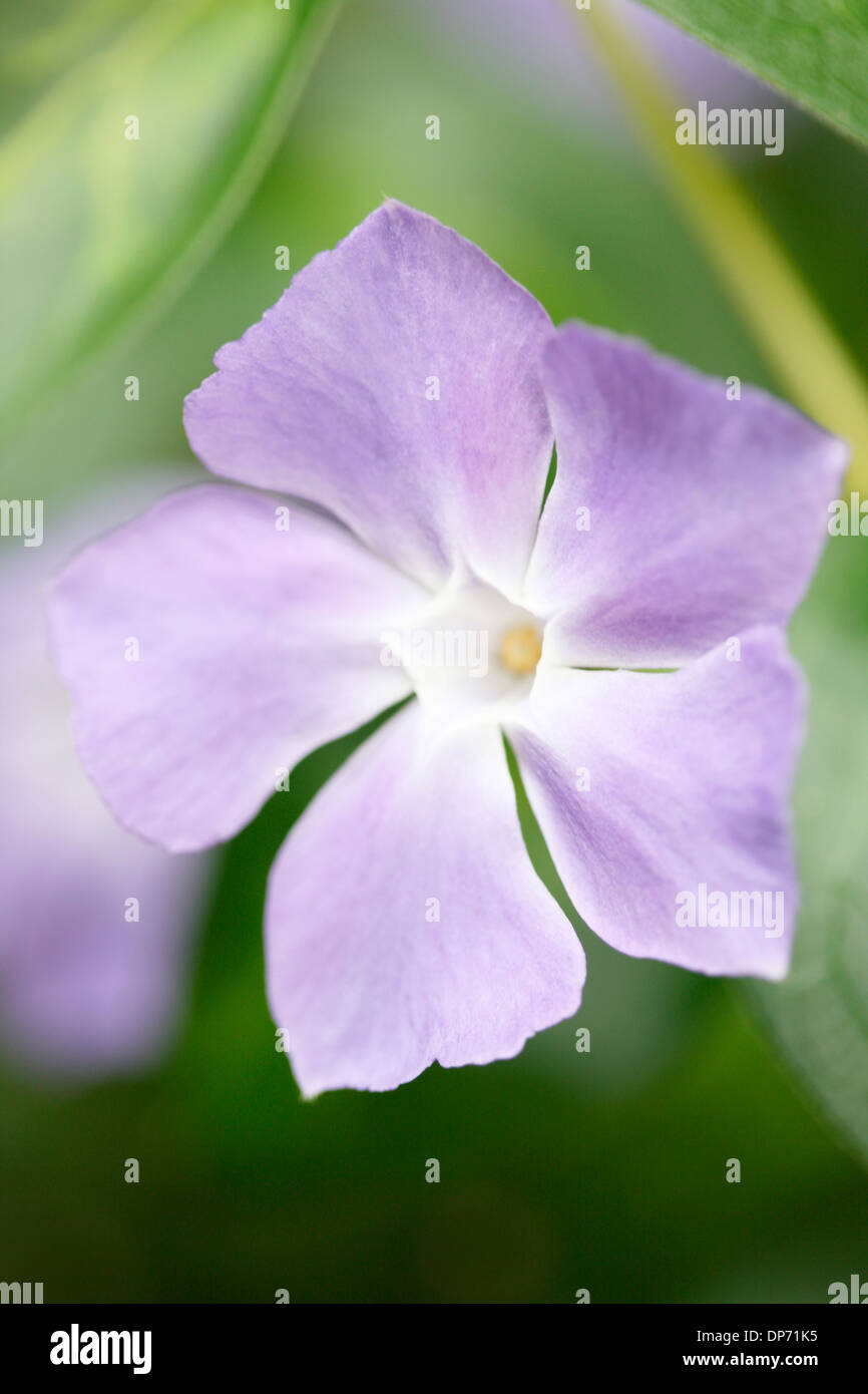 Yellow periwinkle hi-res stock photography and images - Alamy