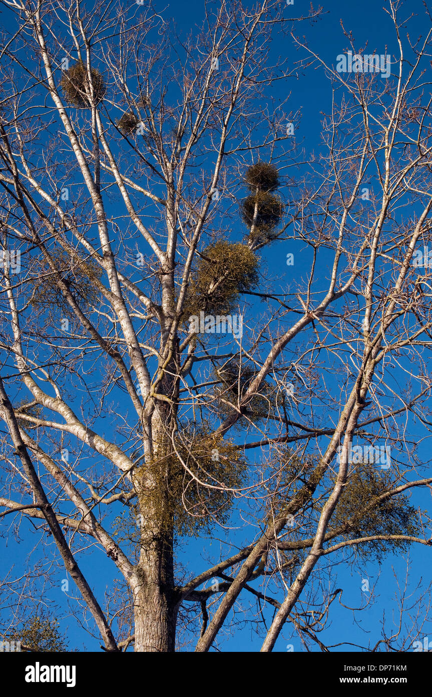 mistletoe growing on tree, normandy, france Stock Photo - Alamy
