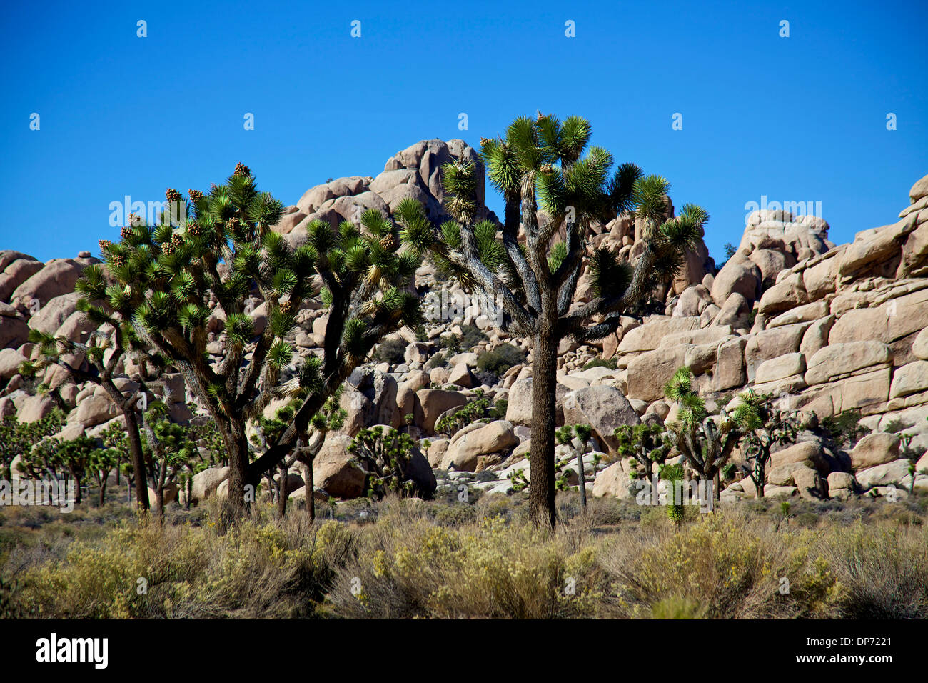 View of Joshua Tree National Park, California, United States of America ...