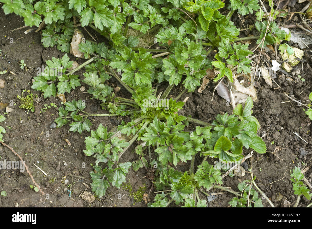 Creeping buttercup, Ranunculus repens, plant on garden soil Stock Photo ...