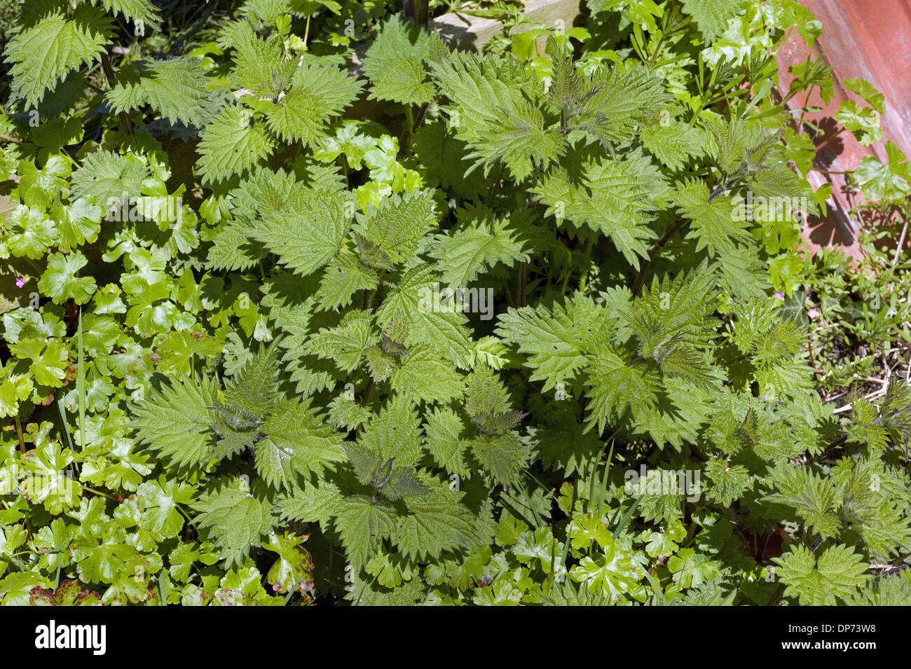 Young shoots of perennial stinging nettle, Urtica dioica, growing with ...