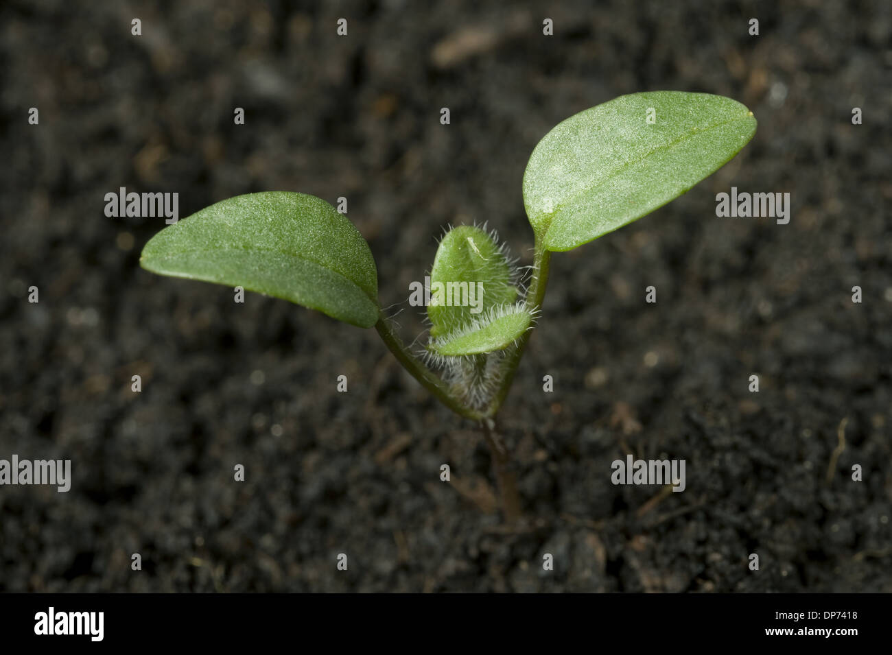 Common field speedwell, Veronica persica, seedling cotyedons with new ...