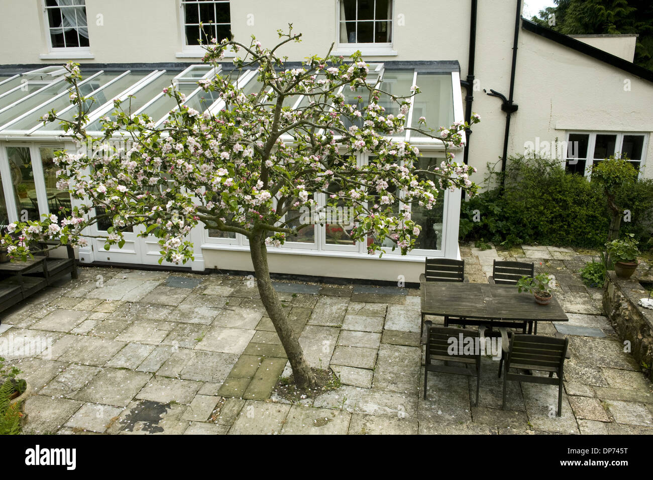 A Bramley apple tree in full blossom just outside a large conservatory ...