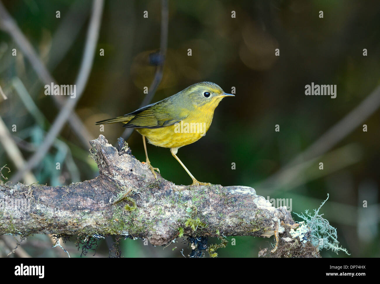 beautiful female Golden Bush-Robin (Tarsiger chrysaeus) in Thai forest ...