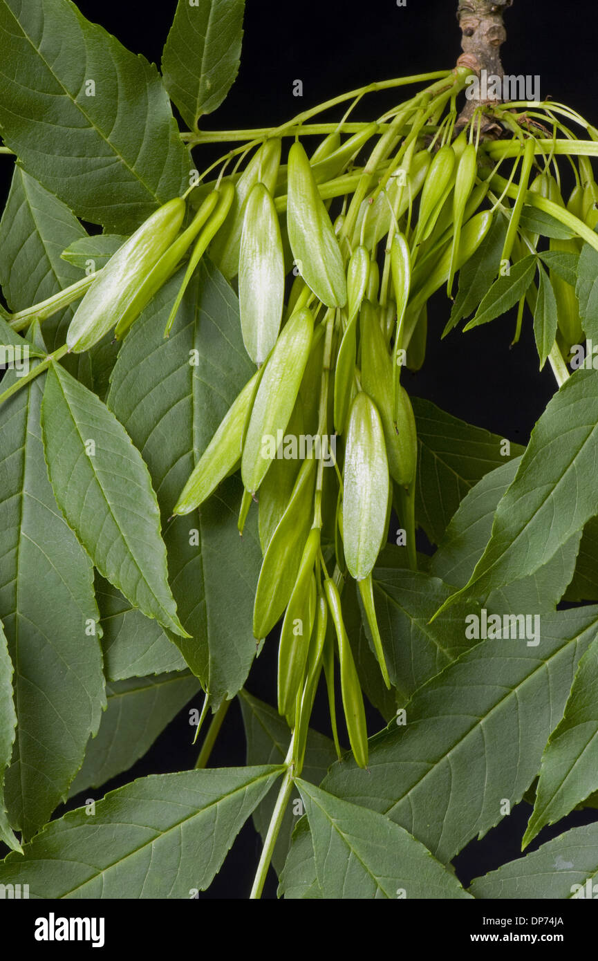 Seeds or fruit of an ash tree, Fraxinus excelsior, known as keys Stock ...